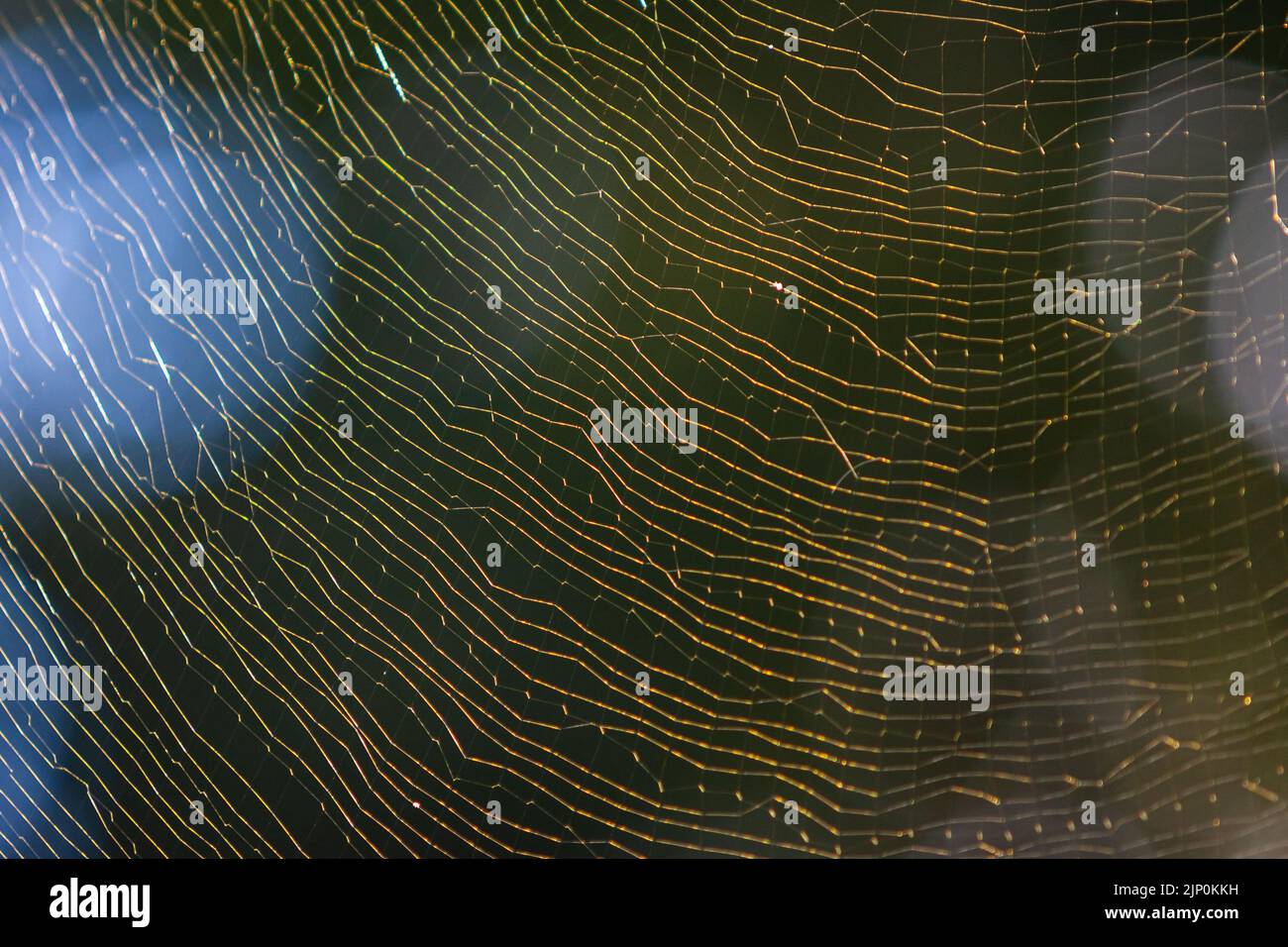 A massive Joro spider web glistens in backlight sunshine in a Georgia ...