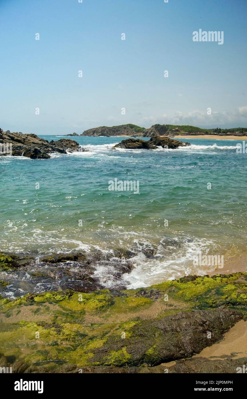 seaweed and sea close-up, a sea with lots of blue-green algae, rocks ...
