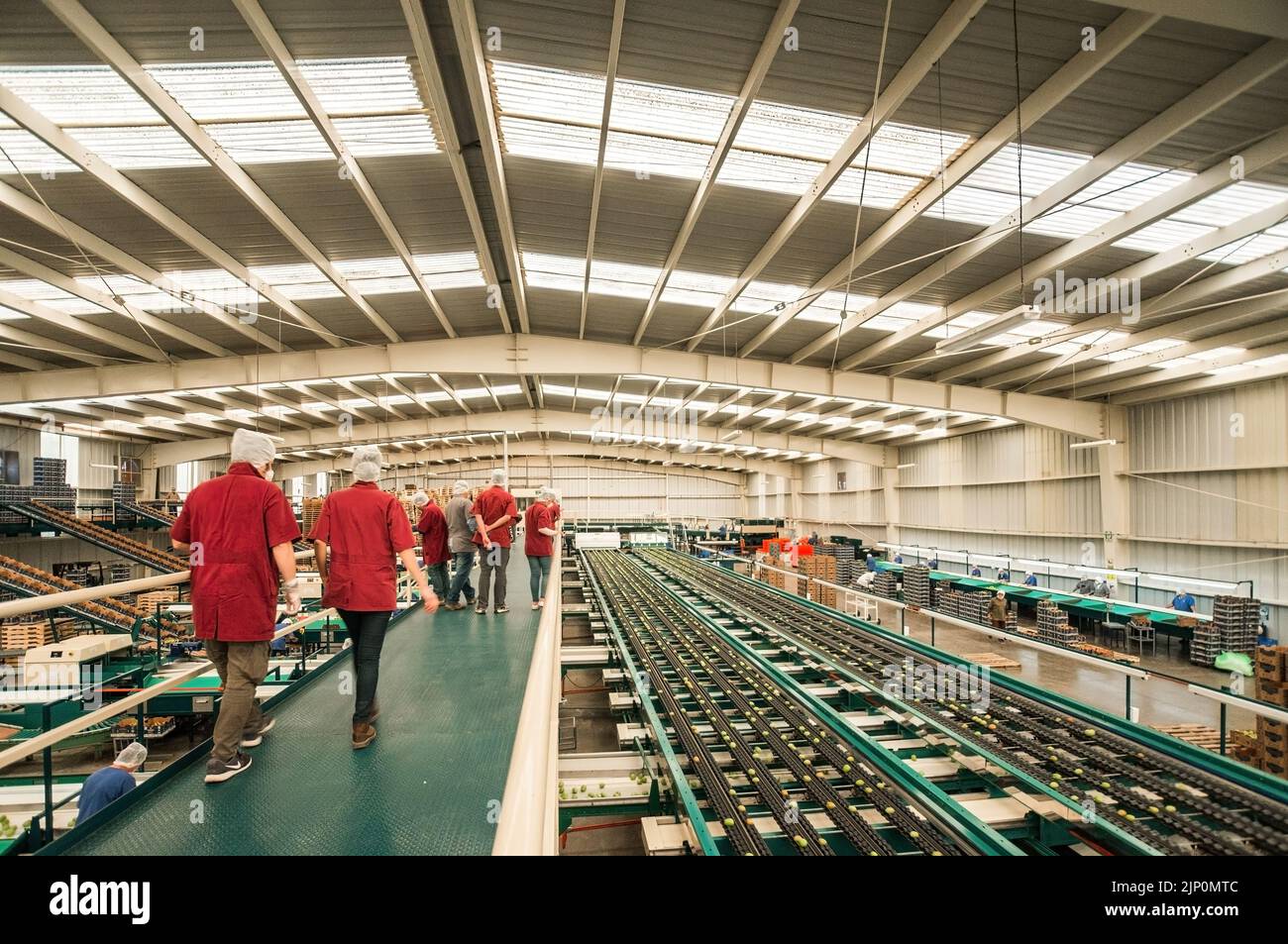apple factory, quality control corridor, automatic conveyors moving the ...