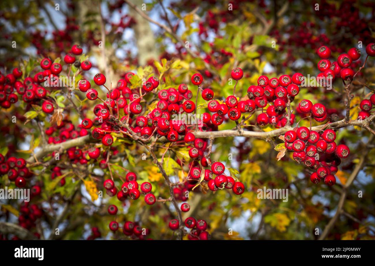 A Look at Life in New Zealand: Hawthorn Berries: reportedly strengthen ...