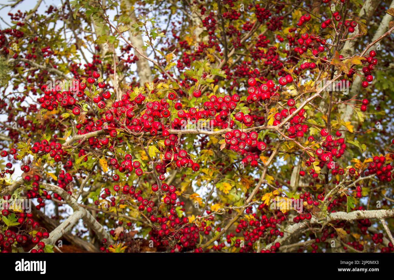 A Look at Life in New Zealand: Hawthorn Berries: reportedly strengthen ...