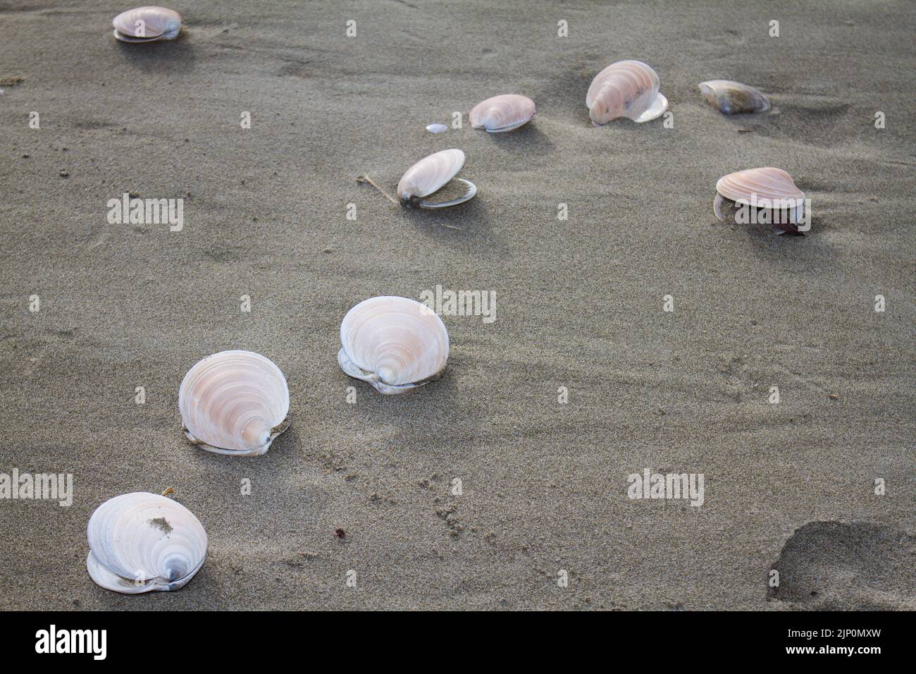 A Look at Life in New Zealand: Exploring a local beach on a beautiful ...