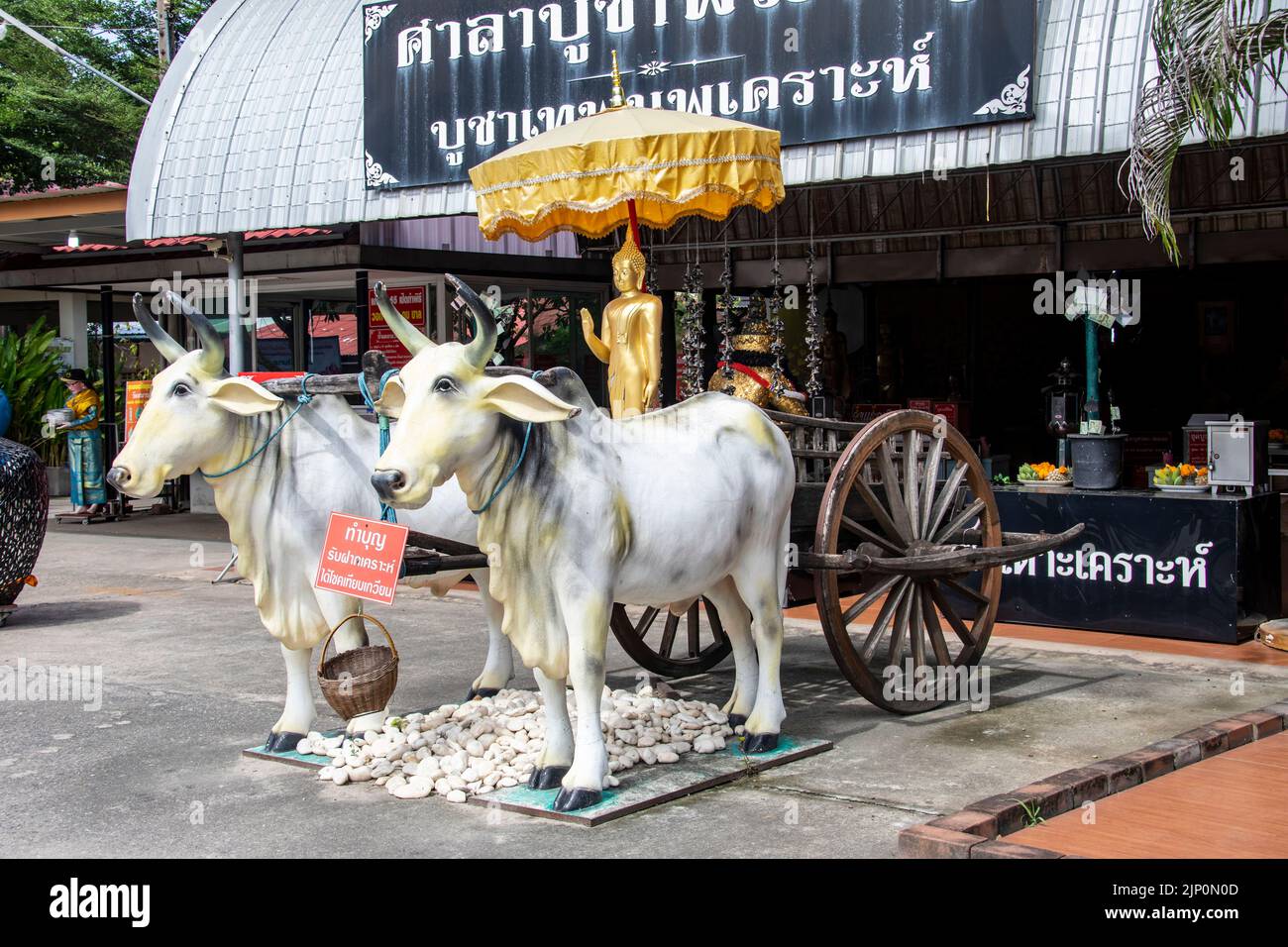 Chachoengsao Thailand 9th Jun 2022: the statue of great white ox cart ...