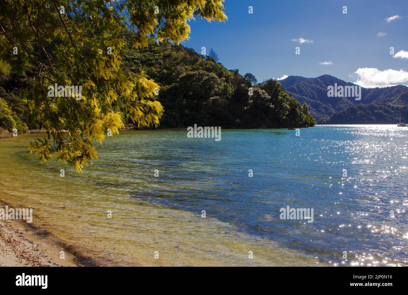 New Zealand Countryside, iconic kiwi scenes: the Spring blossoms of ...