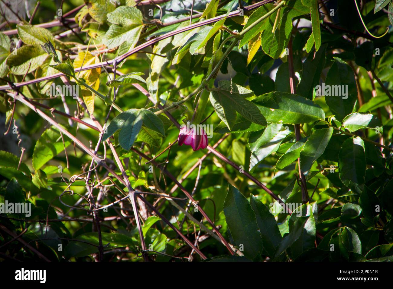 A Look at life in New Zealand: Banana passionfruit (Passiflora ...