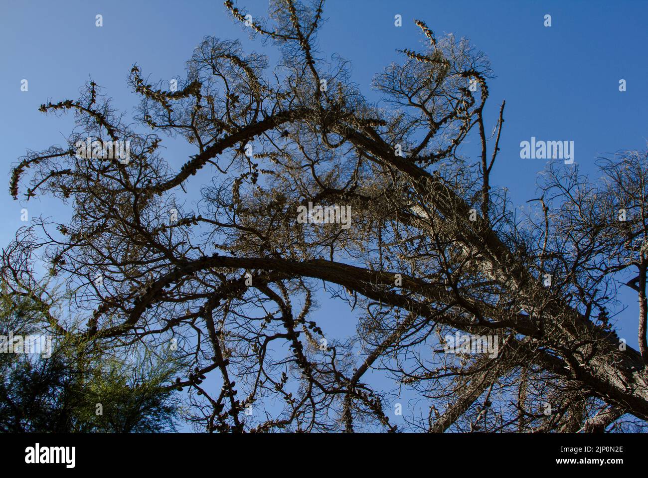 New Zealand Countryside: A spectacular big old Pine Trees decorates a ...