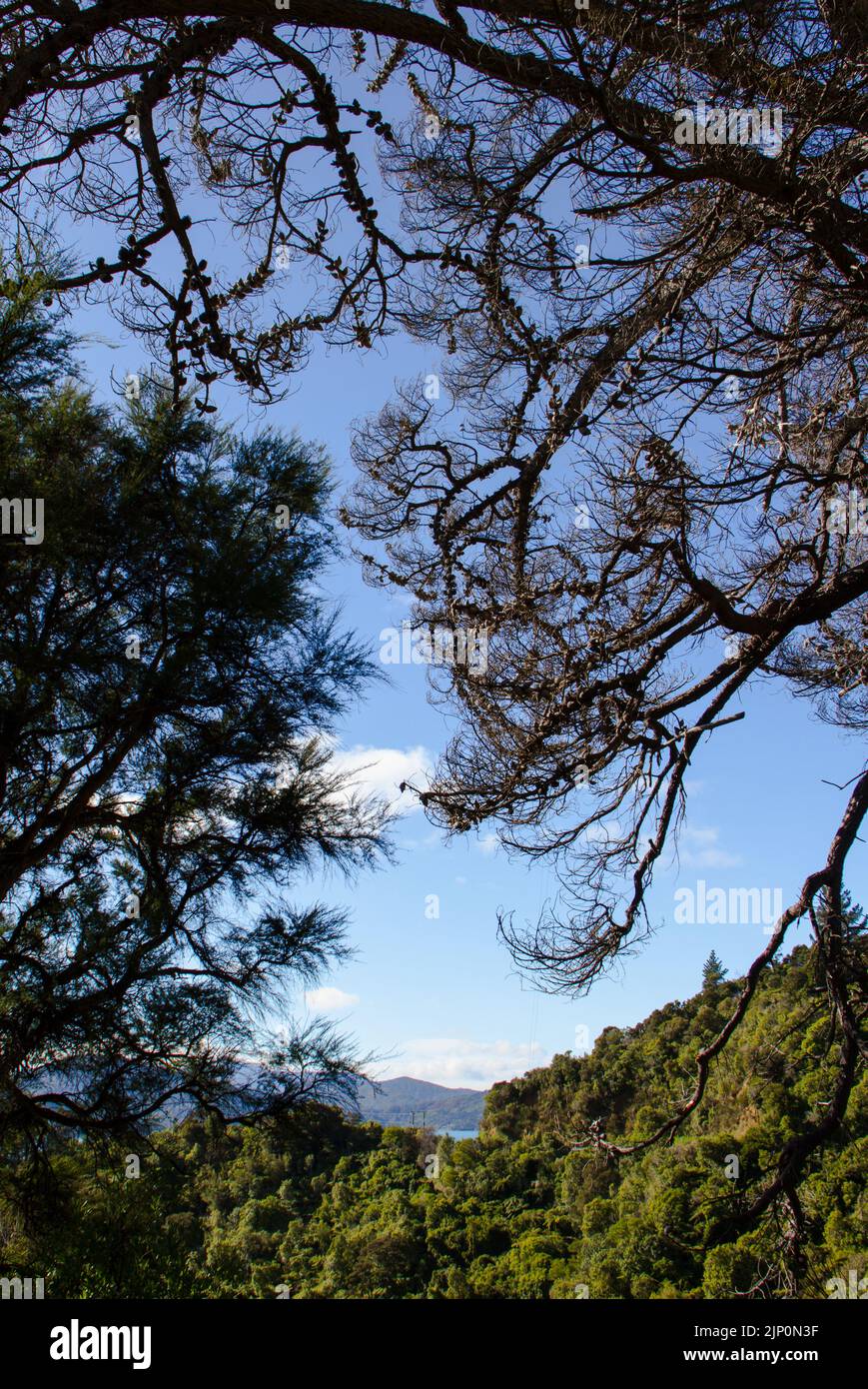 Loads of trees hi-res stock photography and images - Alamy