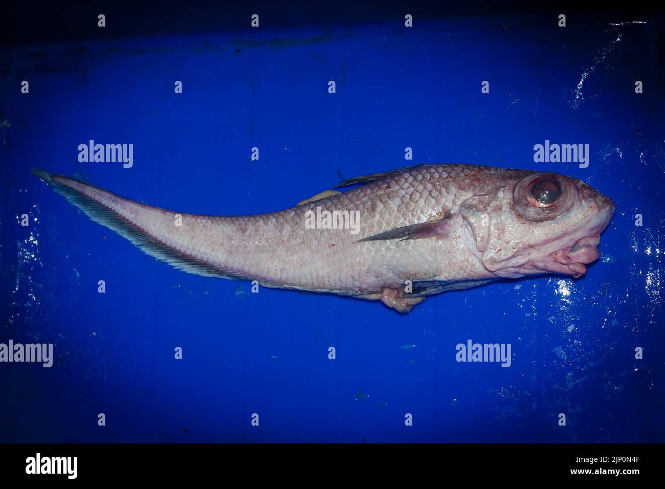 Grenadier, Rattail, Ratfish (Macrouridae): bycatch in a trawl net Stock ...