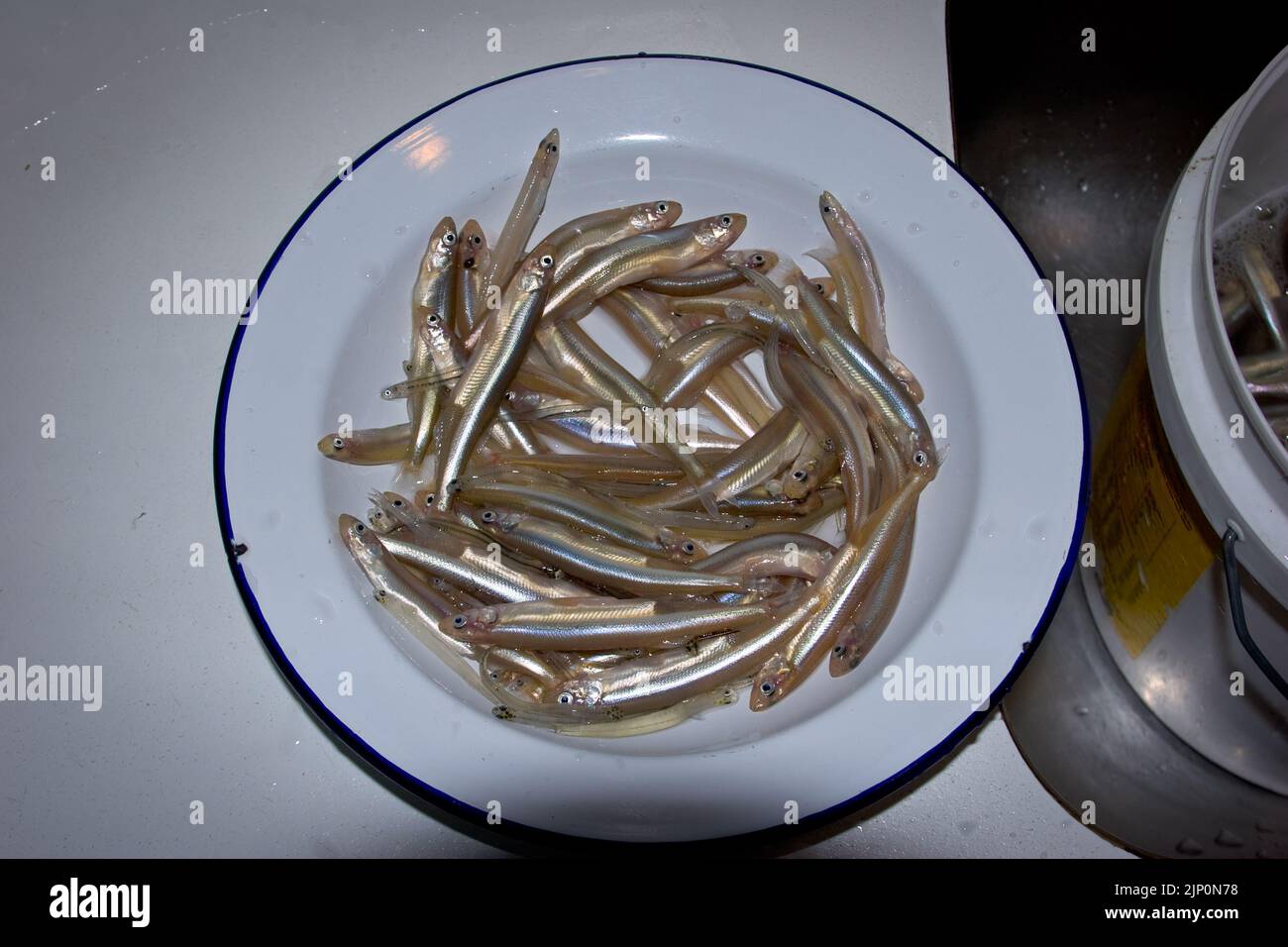 New Zealand Smelt (Retropinna retropinna), also known locally as ...