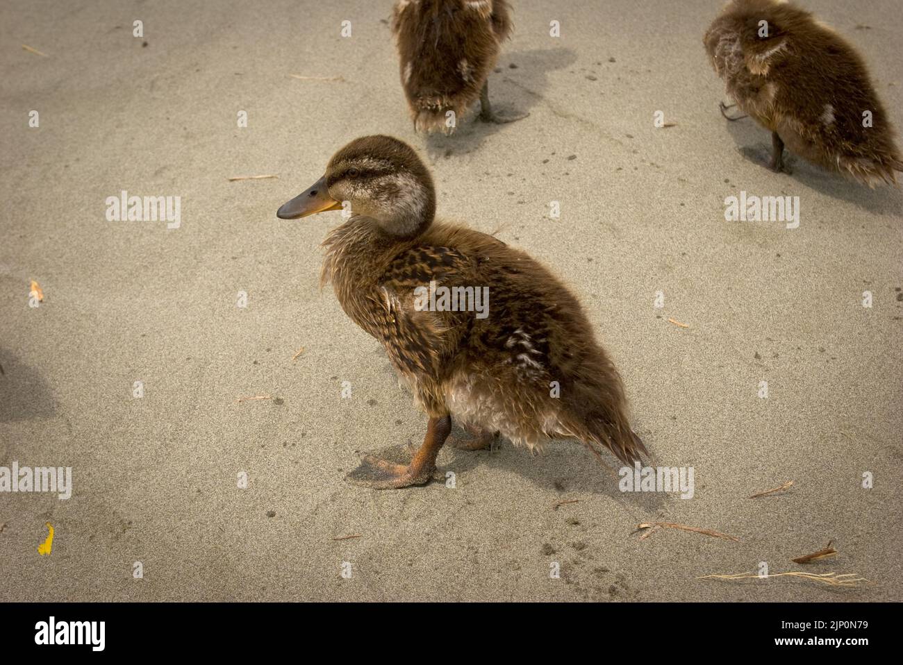 A Look at life in New Zealand: Cute little ducklings on the riverbank ...