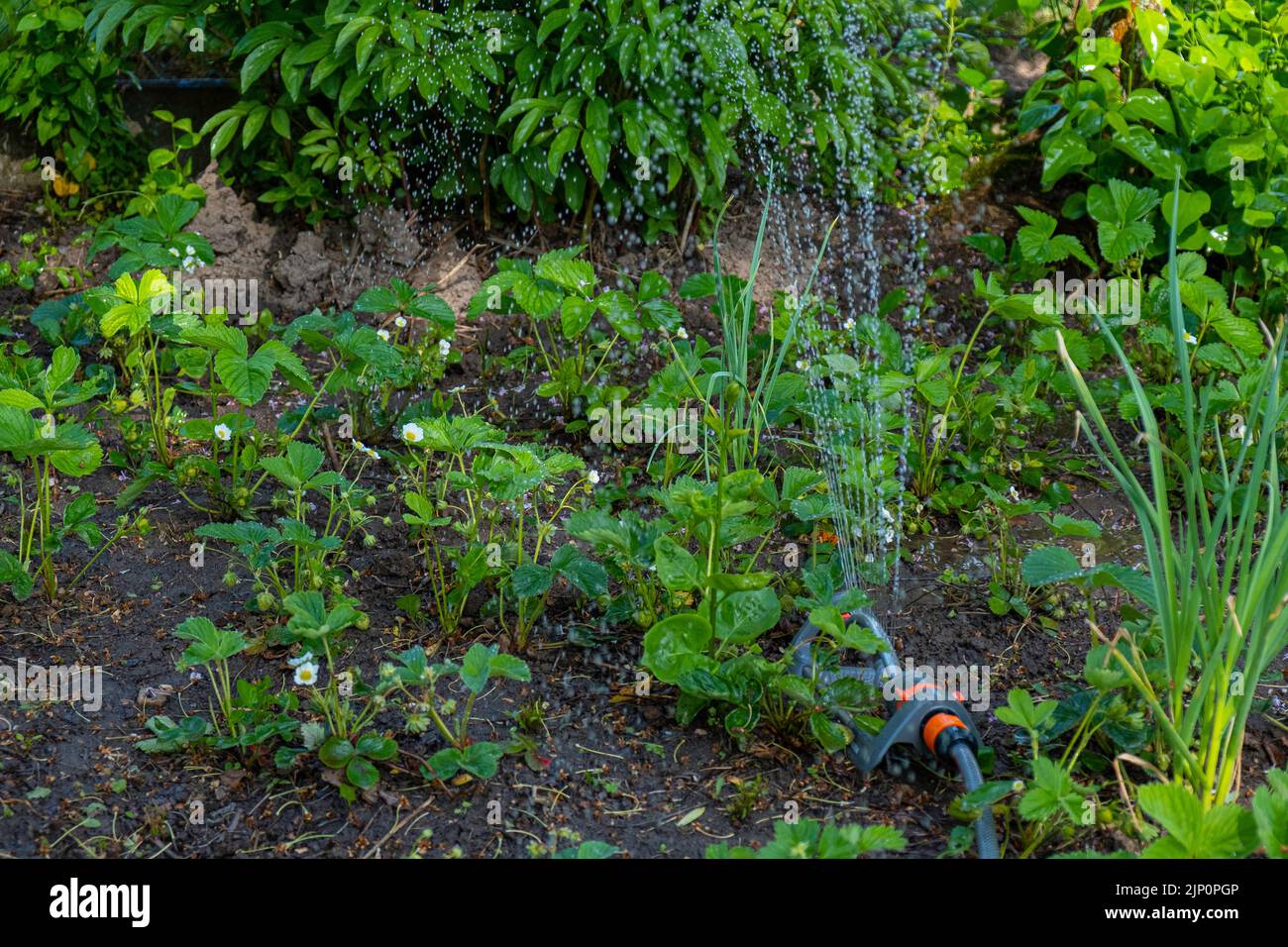 Automatic watering in the garden. Growing plants. Gardening Stock Photo ...