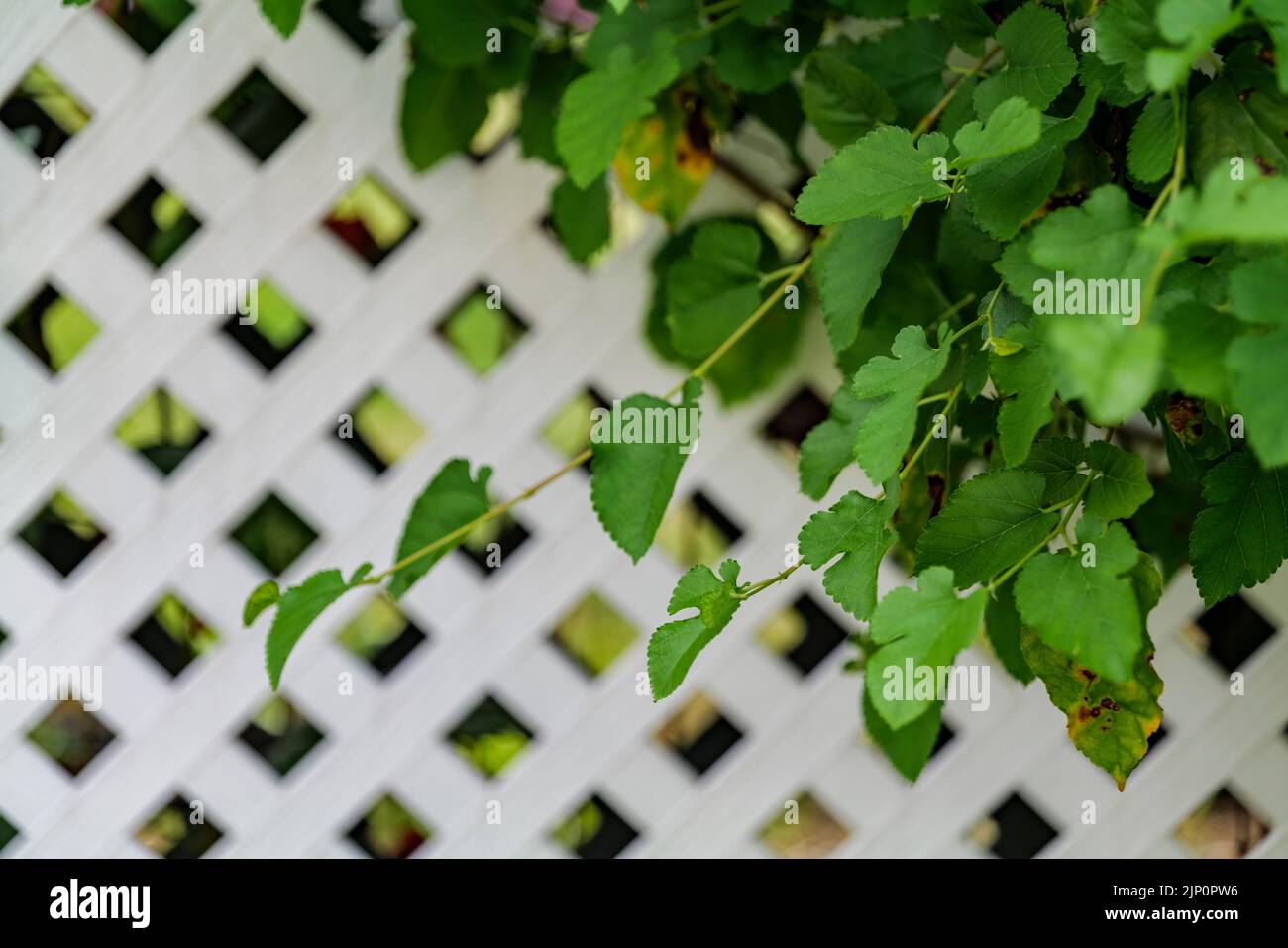 Grape leafs diseases. Angular reddish brown spots with shot-hole ...