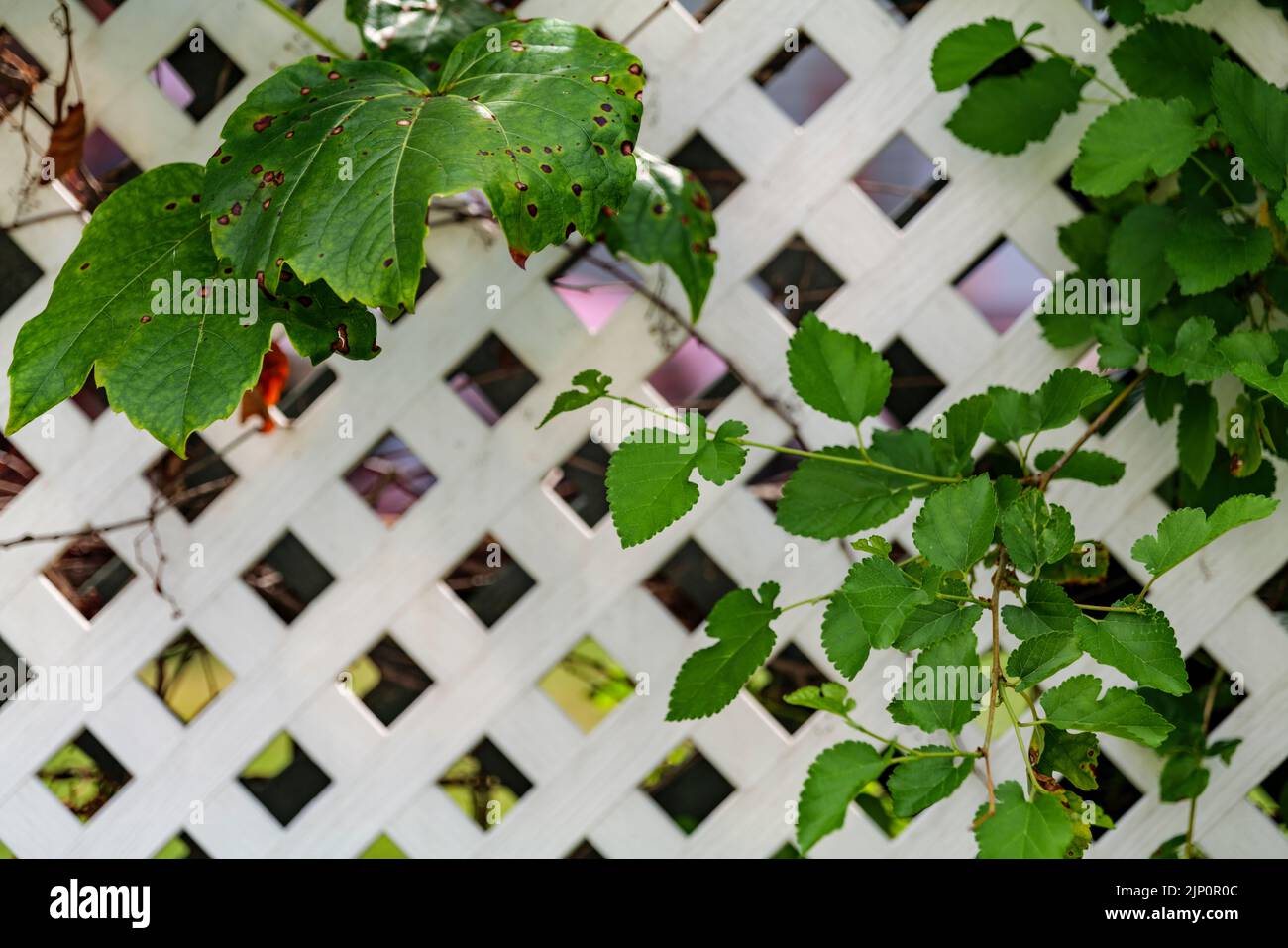 Grape leafs diseases. Angular reddish brown spots with shot-hole ...