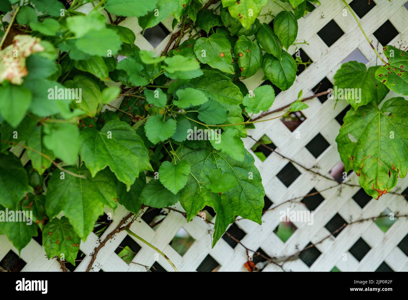 Grape leafs diseases. Angular reddish brown spots with shot-hole ...