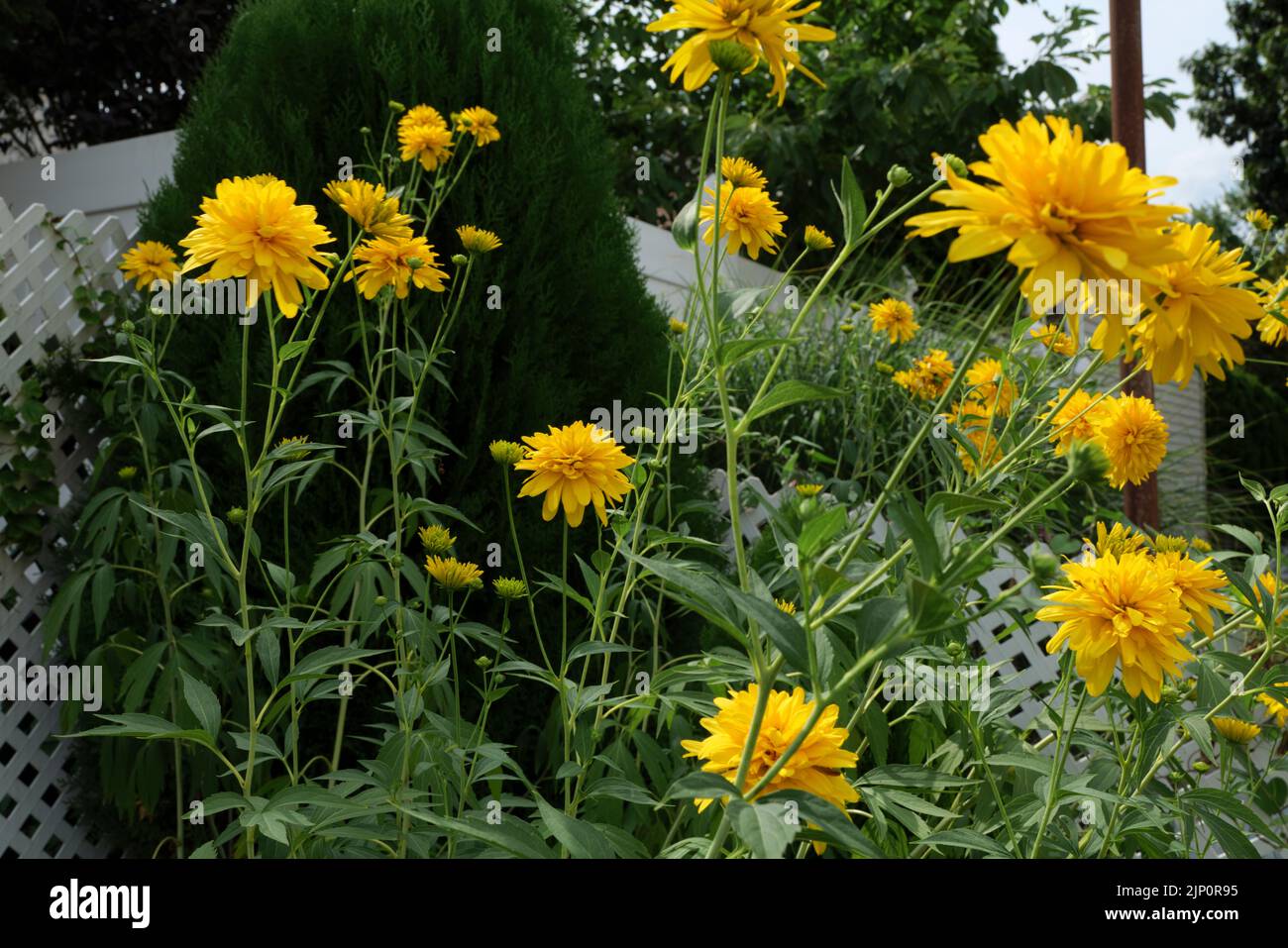 Coreopsis lanceolata 'Sterntaler' a summer flowering plant with yellow ...