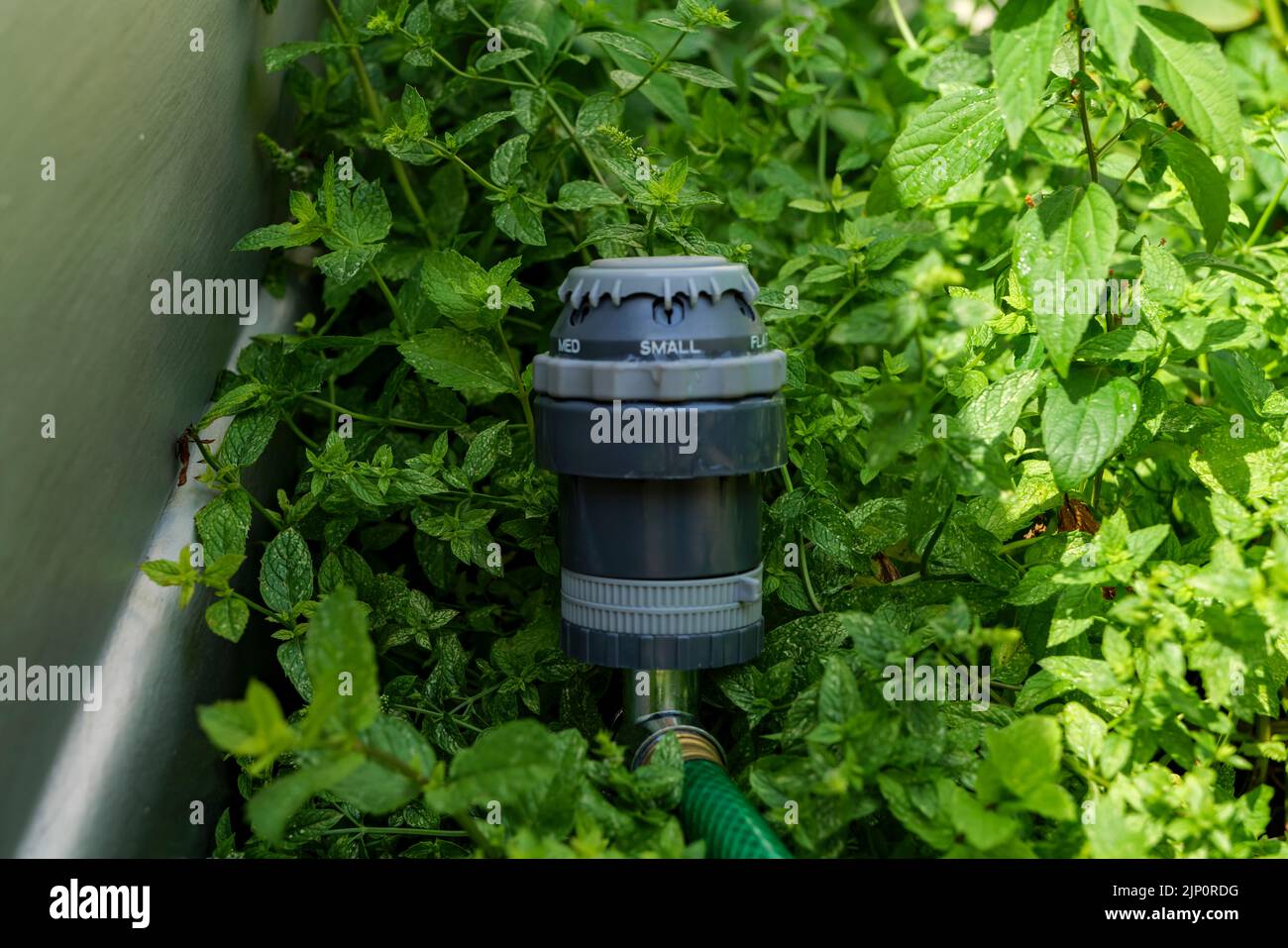 Lawn Sprinkler in Action. Garden Sprinkler Watering Grass. Automatic ...