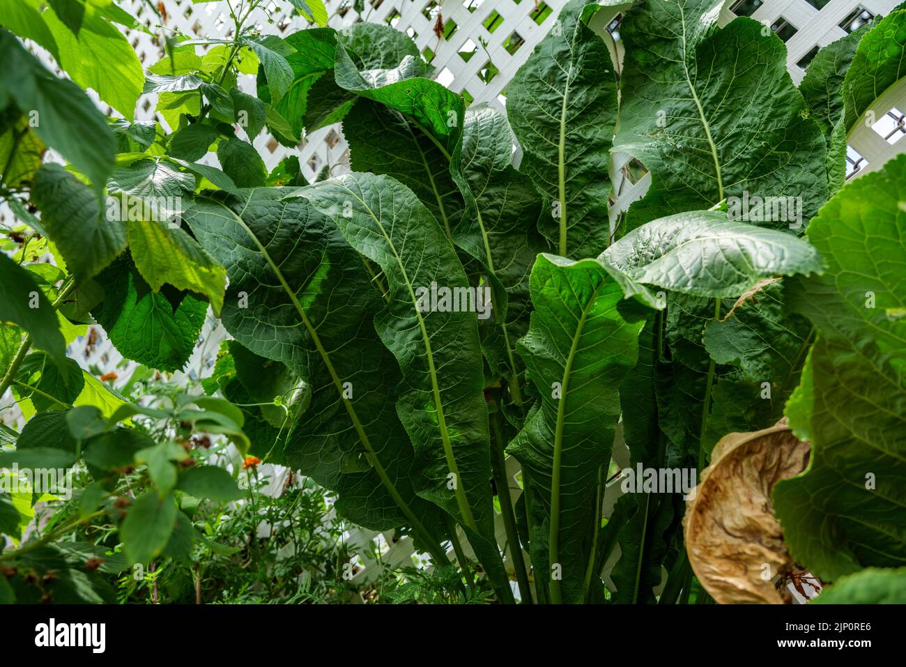 Large Horseradish bush lat. Armoracia Rusticana is a cultured plant ...