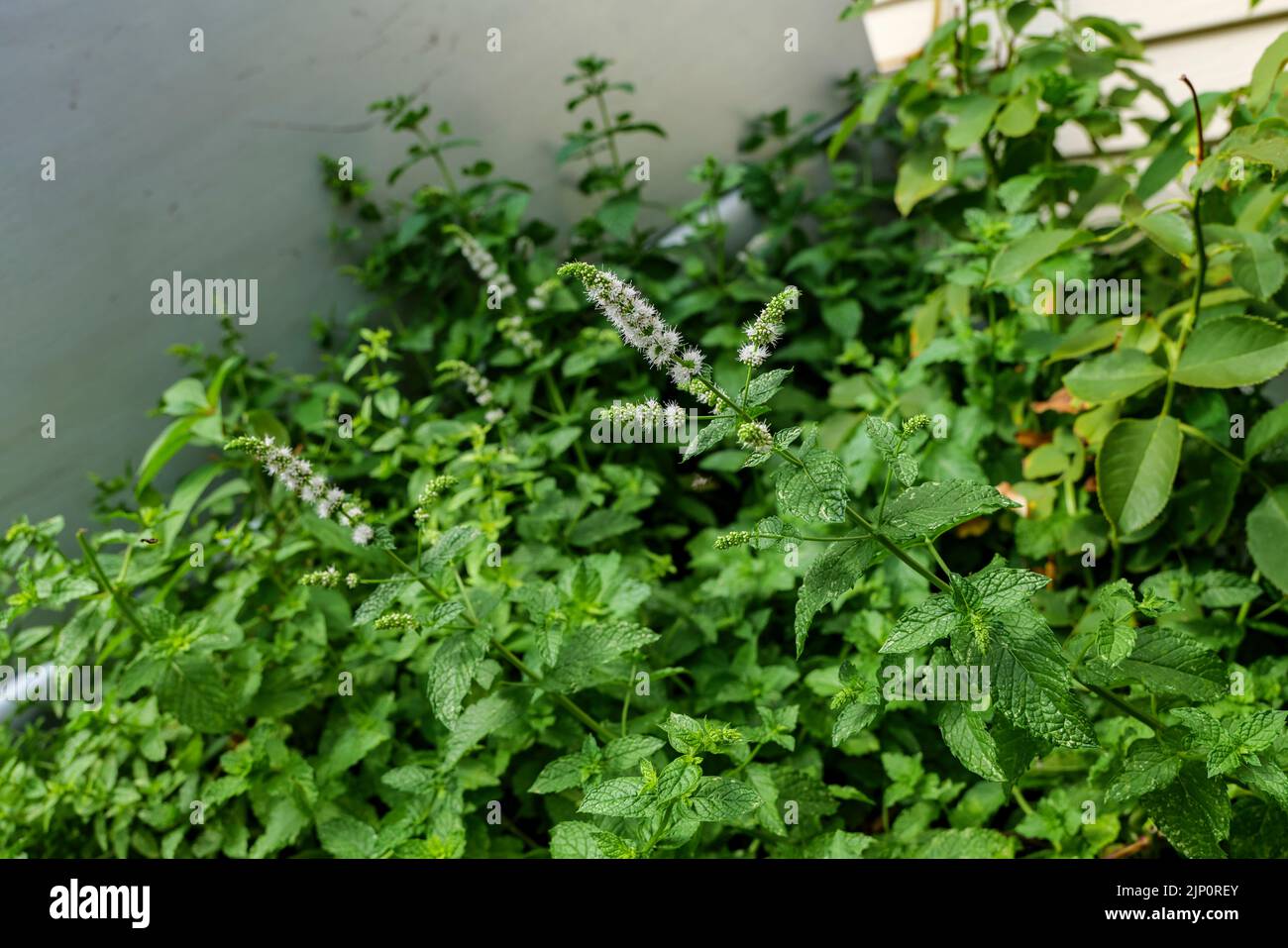 Backyard grows Mint or Mentha, a Genus of Plants in the Family ...