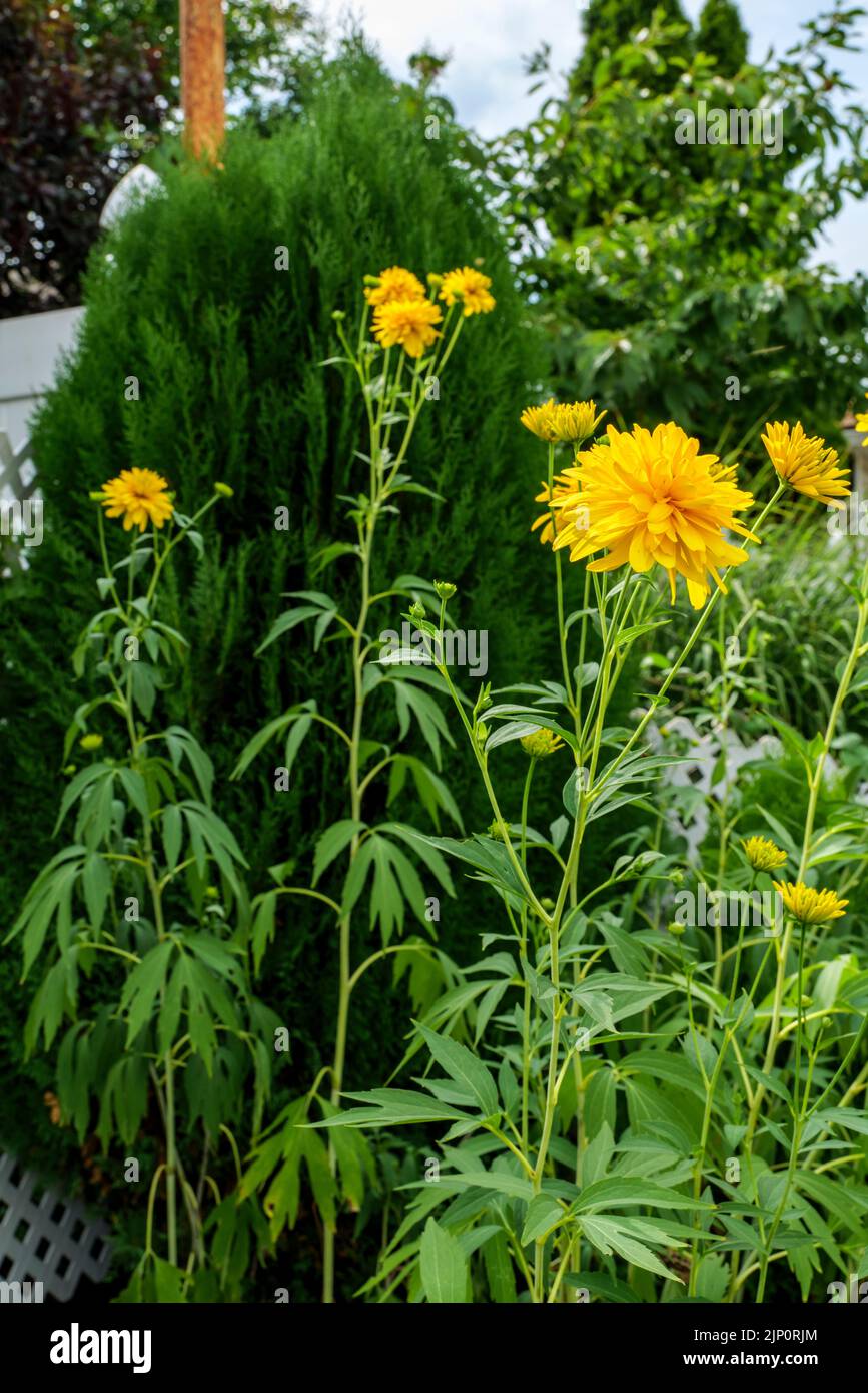 Coreopsis lanceolata 'Sterntaler' a summer flowering plant with yellow ...