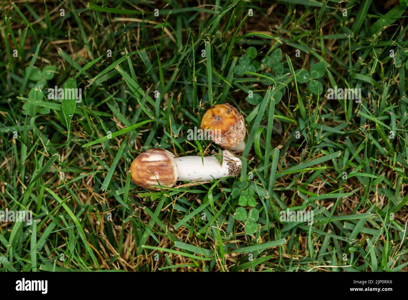 A macro of a wild chanterelle mushroom growing among the moss and grass ...