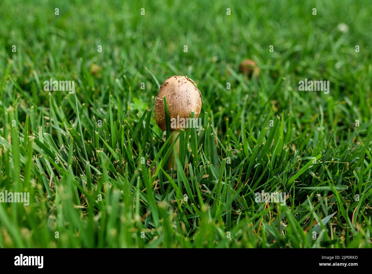 A macro of a wild chanterelle mushroom growing among the moss and grass ...