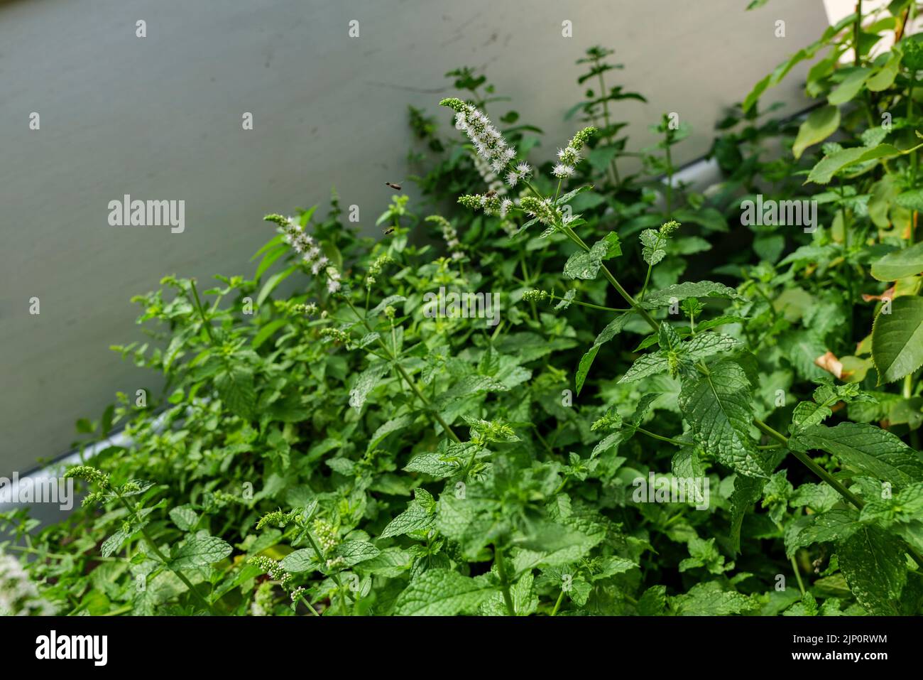 Backyard grows Mint or Mentha, a Genus of Plants in the Family ...