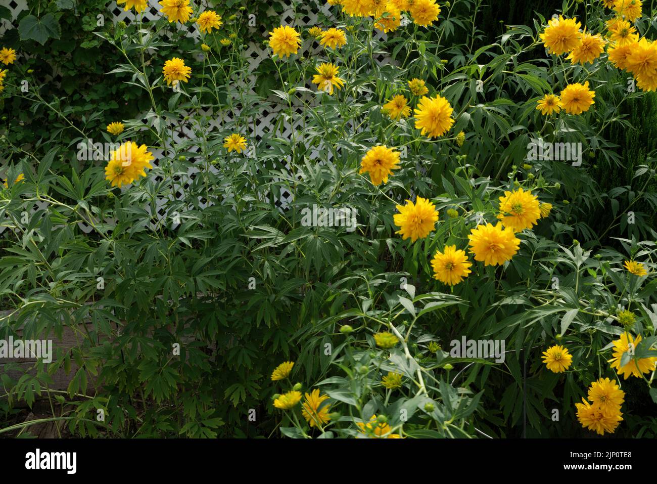 Coreopsis lanceolata 'Sterntaler' a summer flowering plant with yellow ...