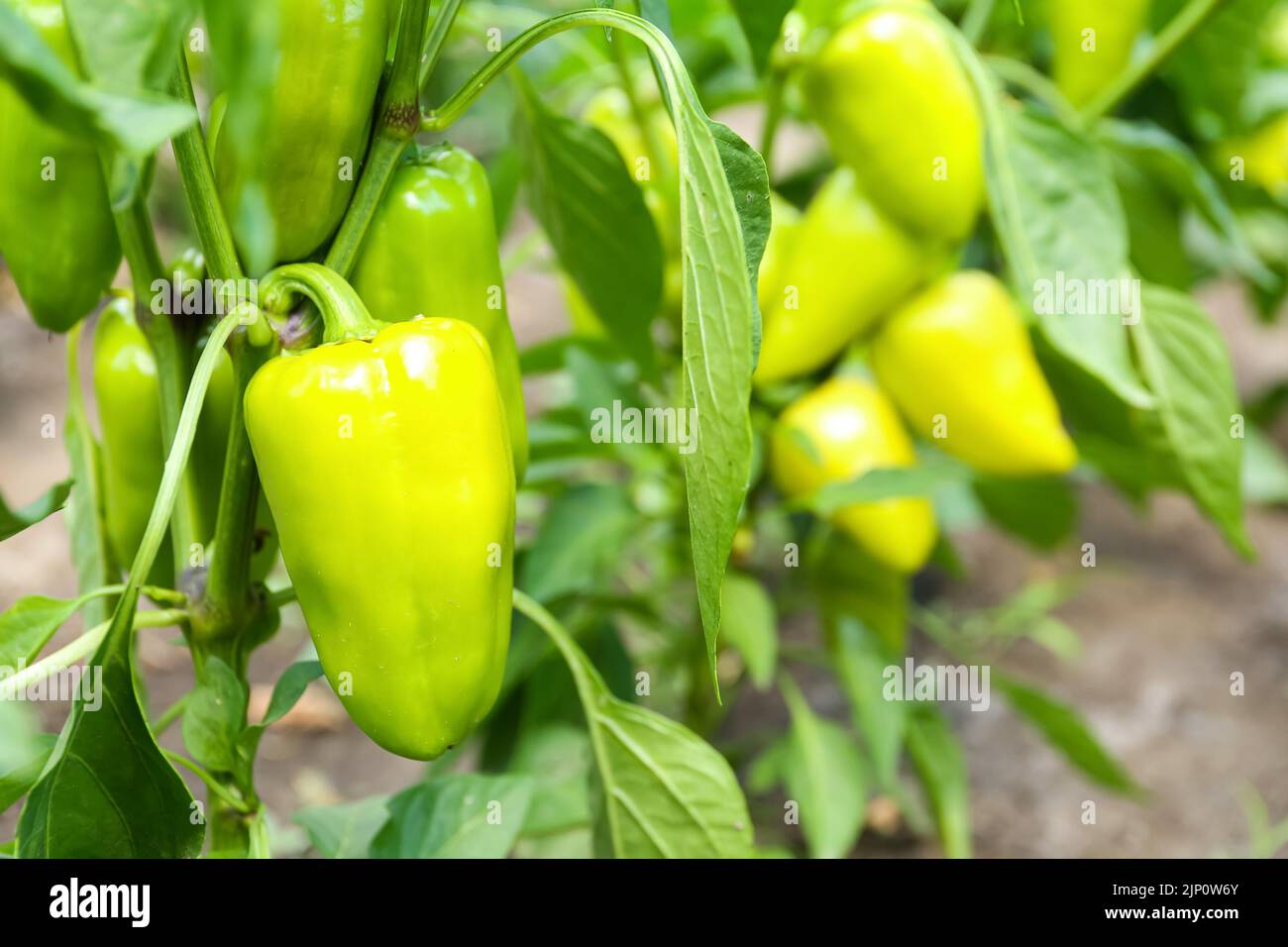 Young bell pepper bush hi-res stock photography and images - Alamy