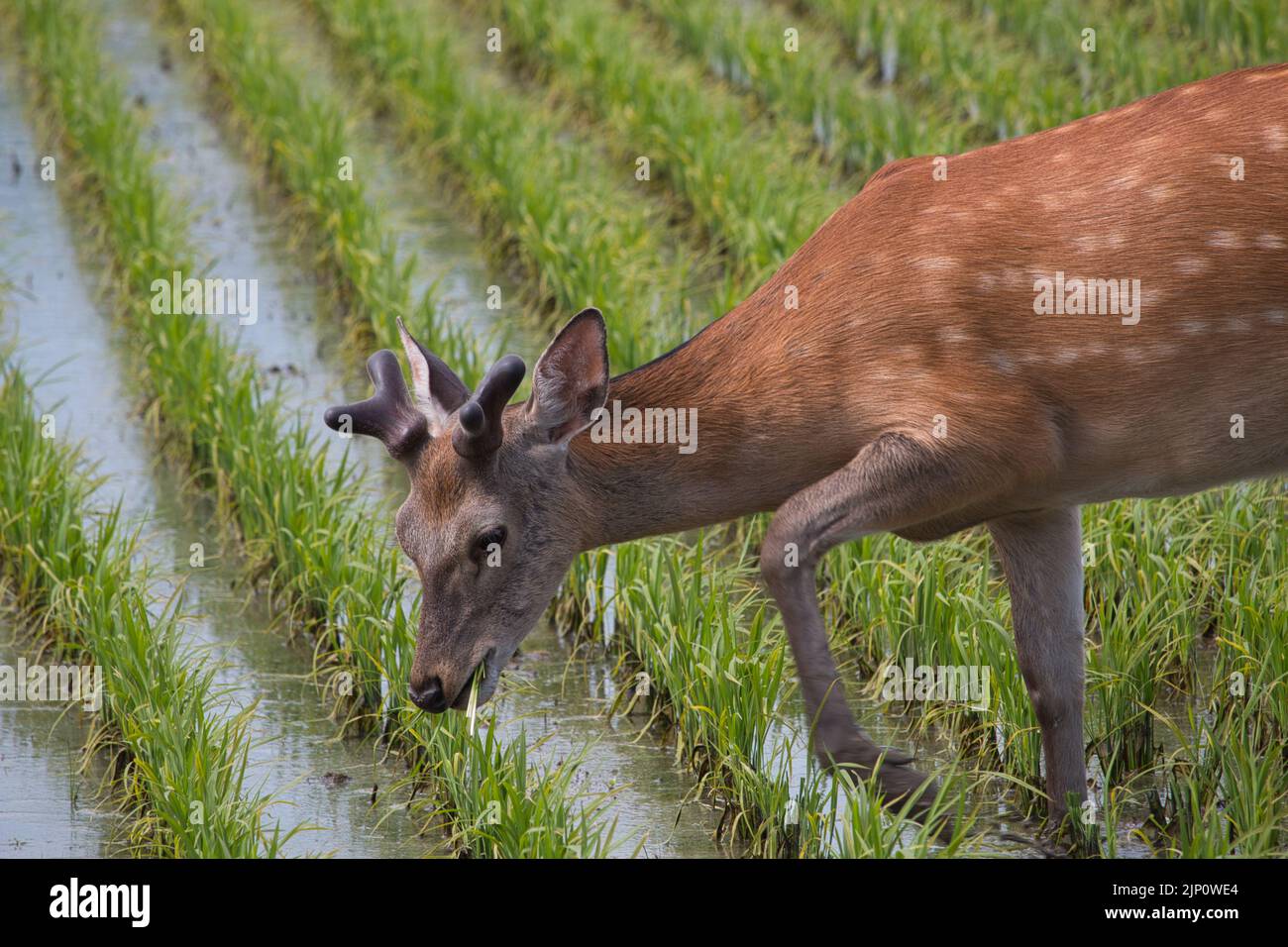 Rice field hokkaido japan hi-res stock photography and images - Alamy