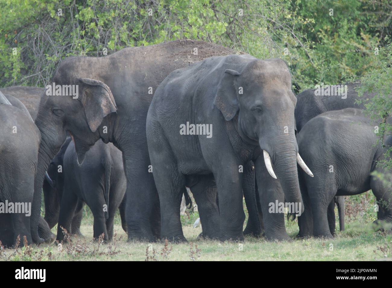 Cute elephants in sri hi-res stock photography and images - Alamy