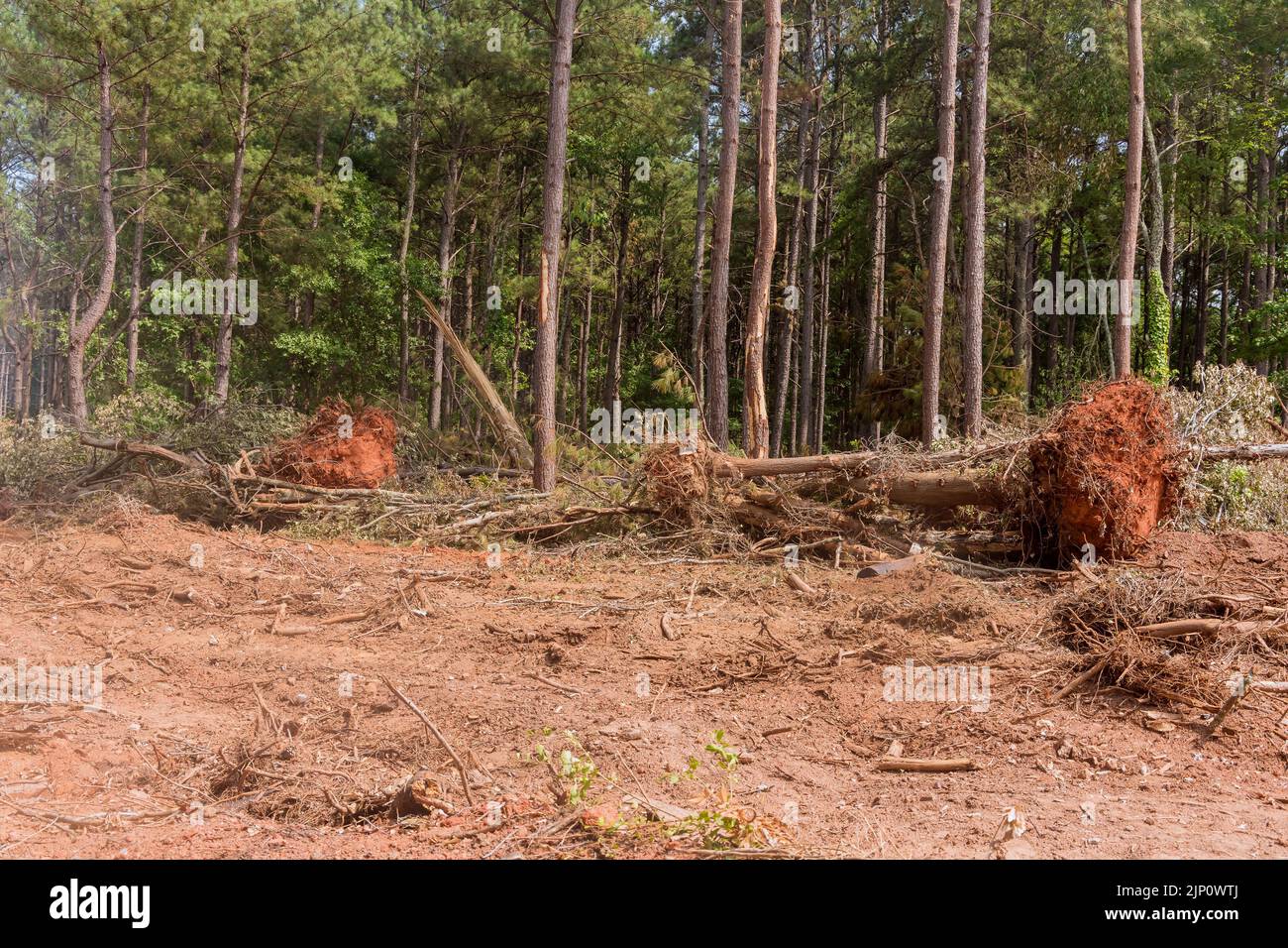 A construction site with trees uprooted roots, and a landscape that was ...
