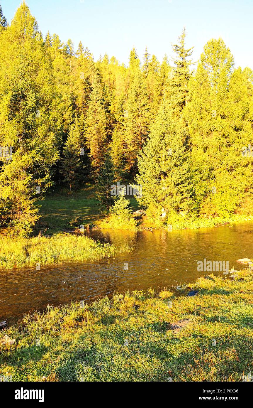 A small calm river flowing through a coniferous forest in the early ...