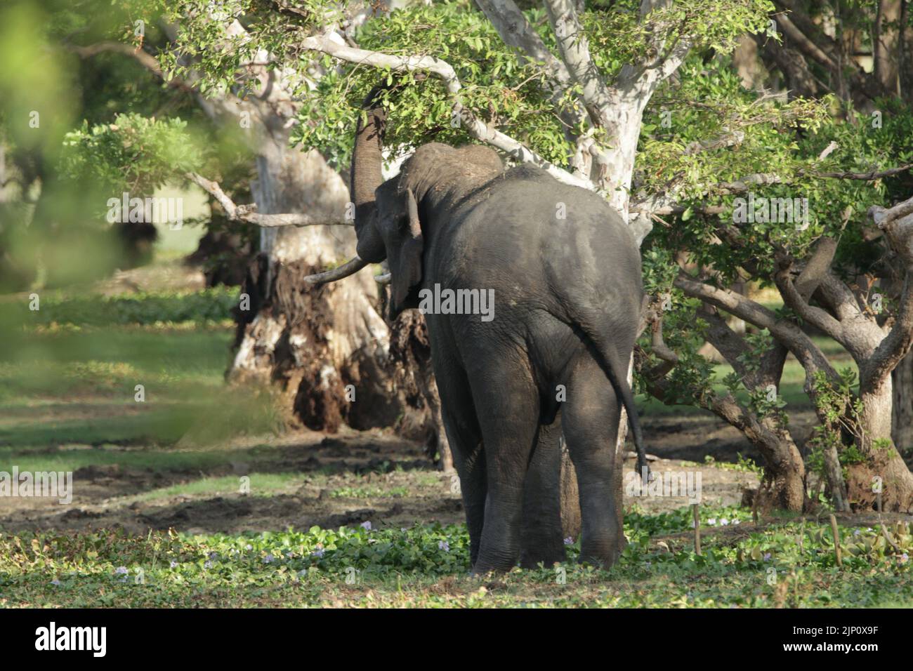 Tuskers and elephants in kalawewa national park, Sri lanka Stock Photo ...