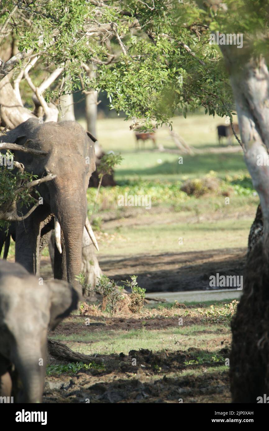 Tuskers and elephants in kalawewa national park, Sri lanka Stock Photo ...