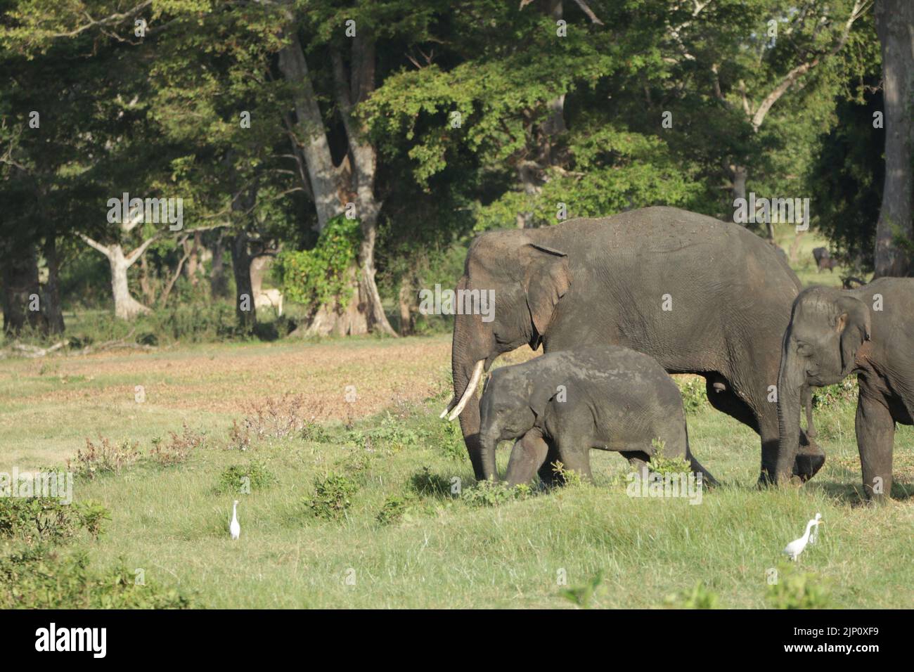 Elephants and Tuskers in Kalawewa National Park, Sri Lanka Stock Photo ...
