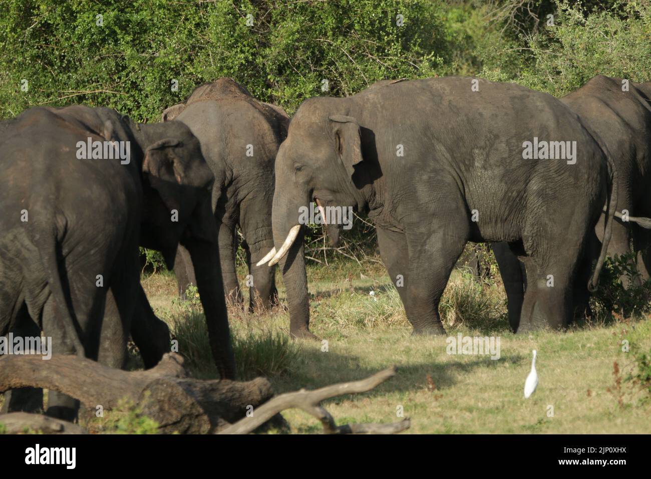 Elephants and Tuskers in Kalawewa National Park, Sri Lanka Stock Photo ...