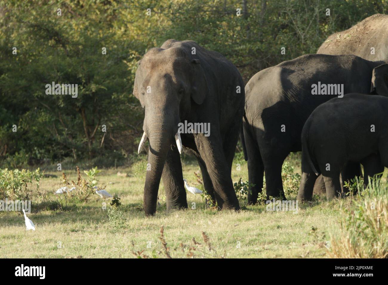 Elephants and Tuskers in Kalawewa National Park, Sri Lanka Stock Photo ...