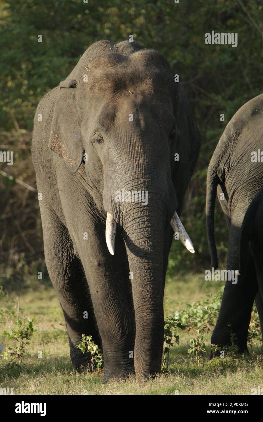 Elephants and Tuskers in Kalawewa National Park, Sri Lanka Stock Photo ...