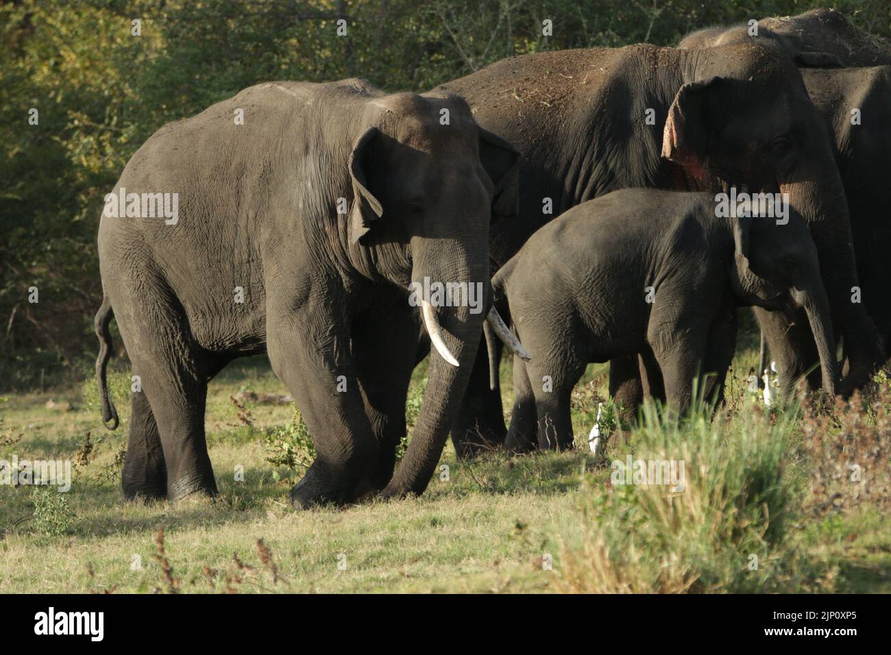 Elephants and Tuskers in Kalawewa National Park, Sri Lanka Stock Photo ...