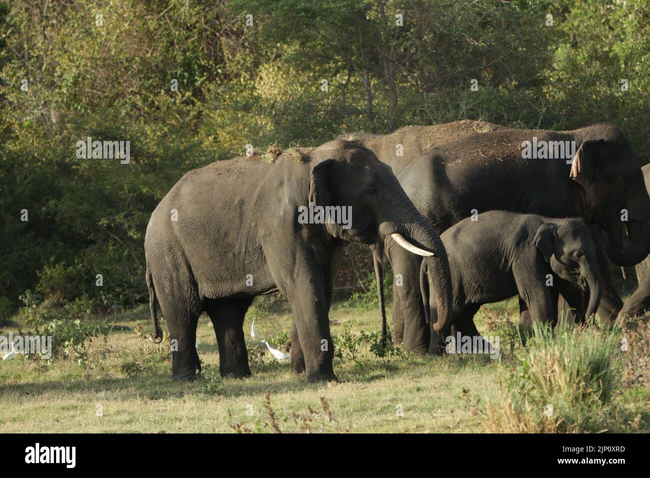 Elephants and Tuskers in Kalawewa National Park, Sri Lanka Stock Photo ...