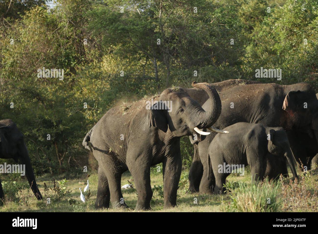 Elephants and Tuskers in Kalawewa National Park, Sri Lanka Stock Photo ...