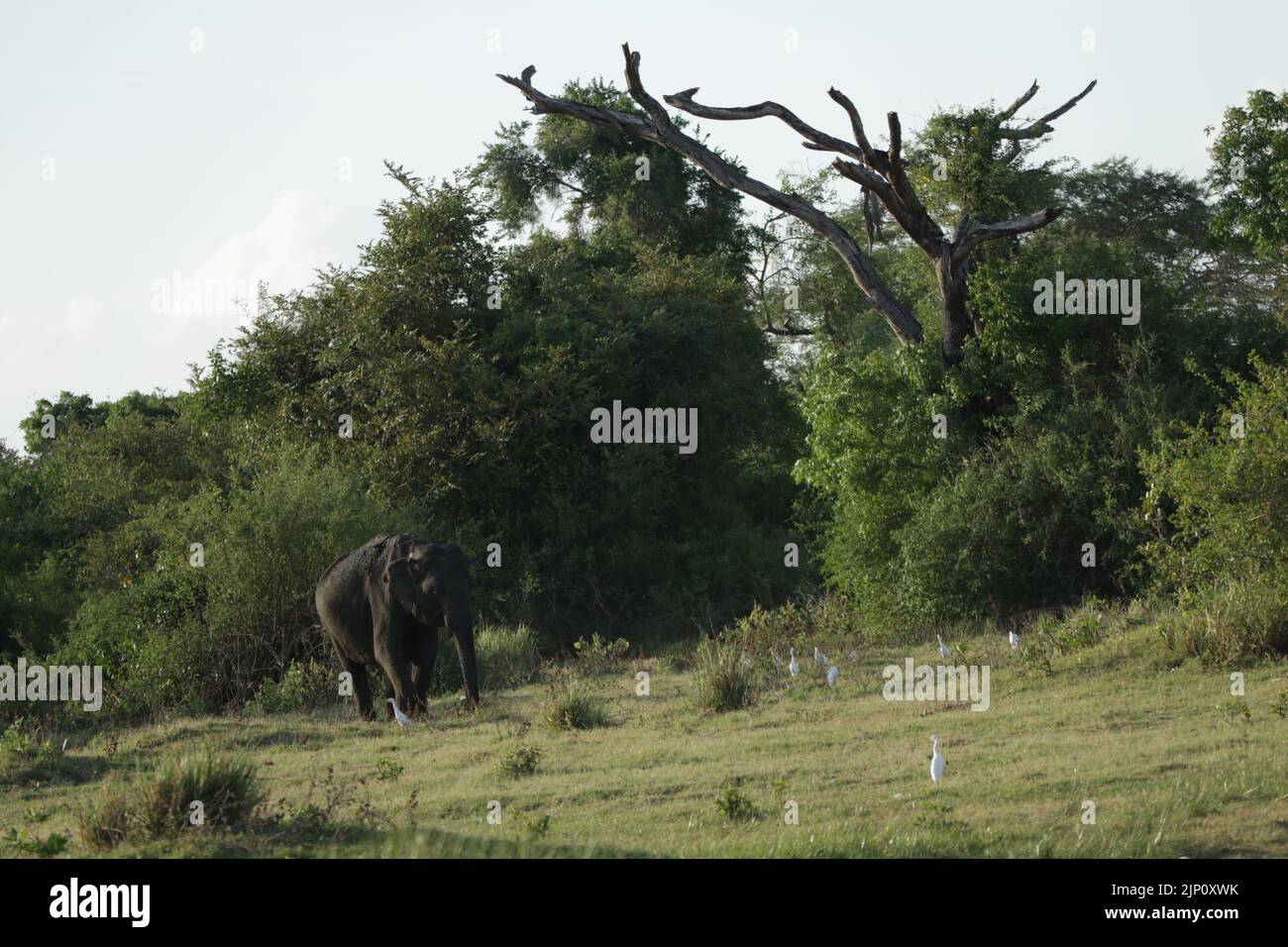 Elephants and Tuskers in Kalawewa National Park, Sri Lanka Stock Photo ...
