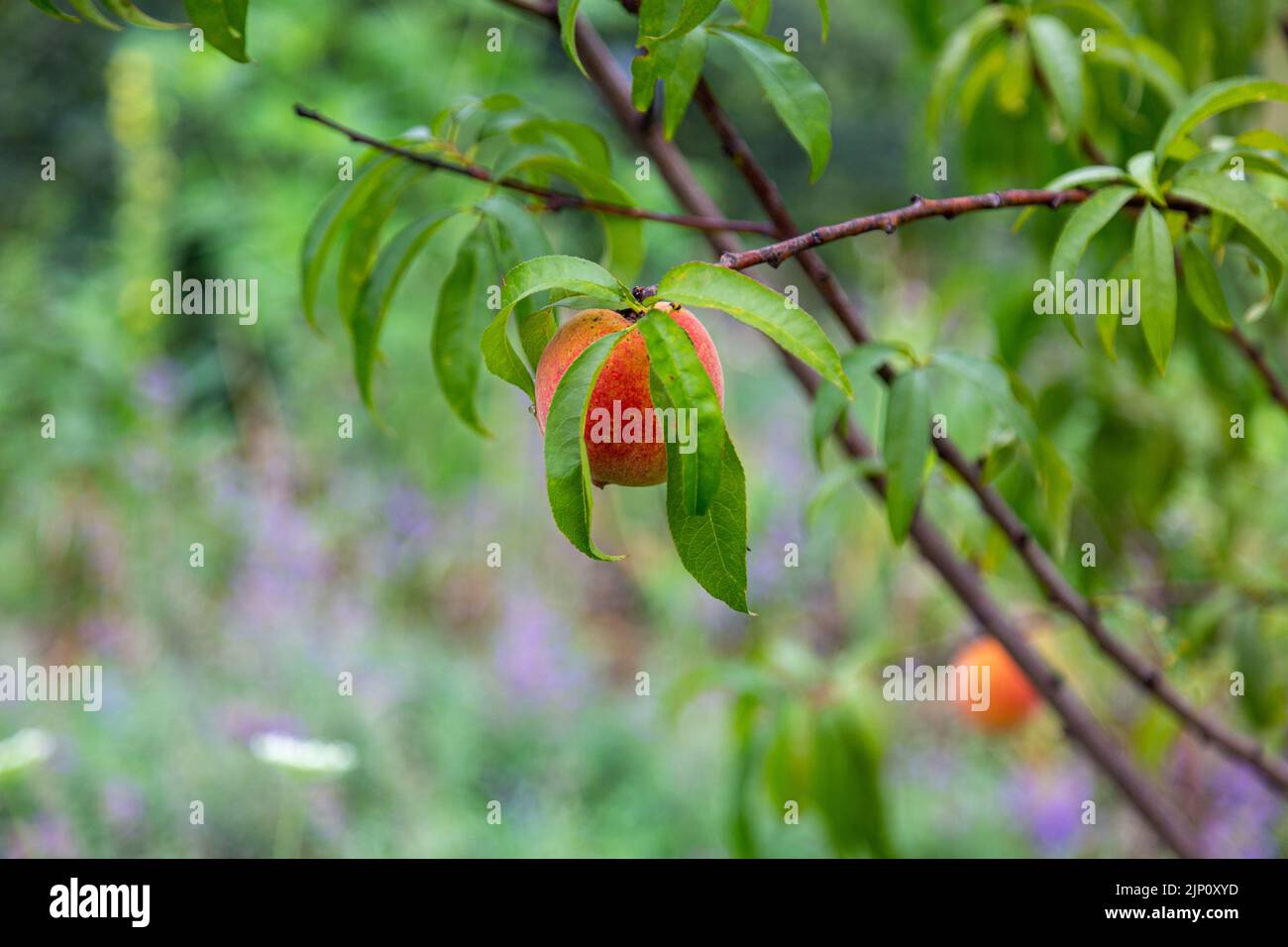Branch county hi-res stock photography and images - Alamy