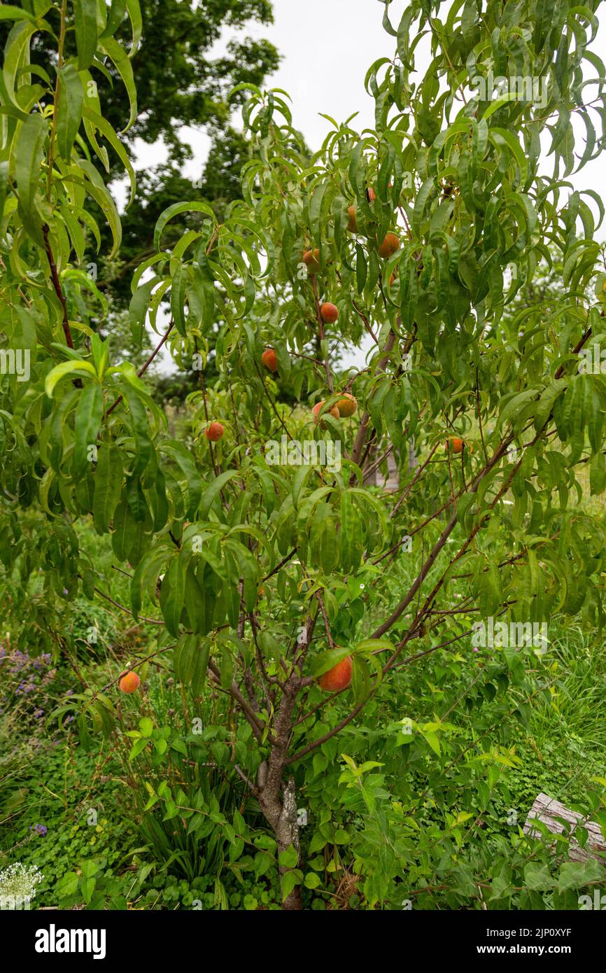 Peaches growing tree hi-res stock photography and images - Alamy