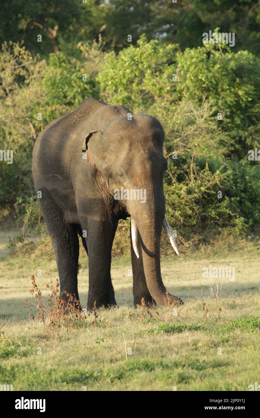 Elephants and Tuskers in Kalawewa National Park, Sri Lanka Stock Photo ...