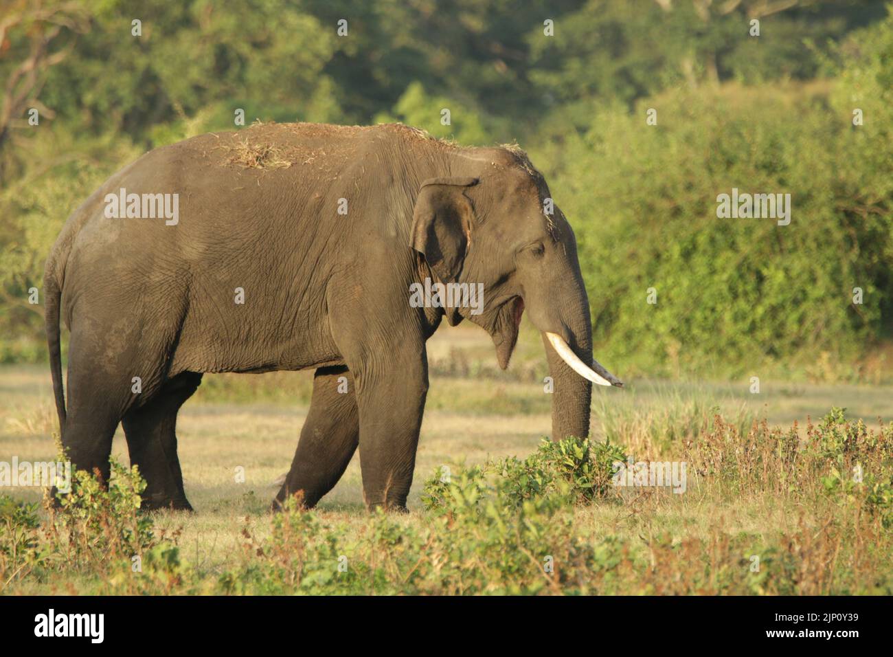 Elephants and Tuskers in Kalawewa National Park, Sri Lanka Stock Photo ...