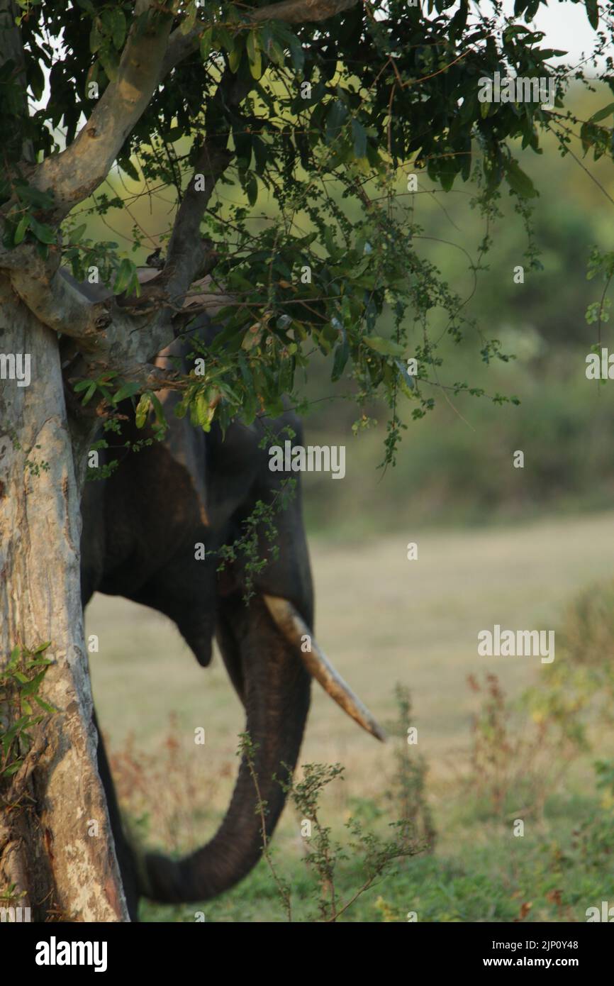 Elephants and Tuskers in Kalawewa National Park, Sri Lanka Stock Photo ...