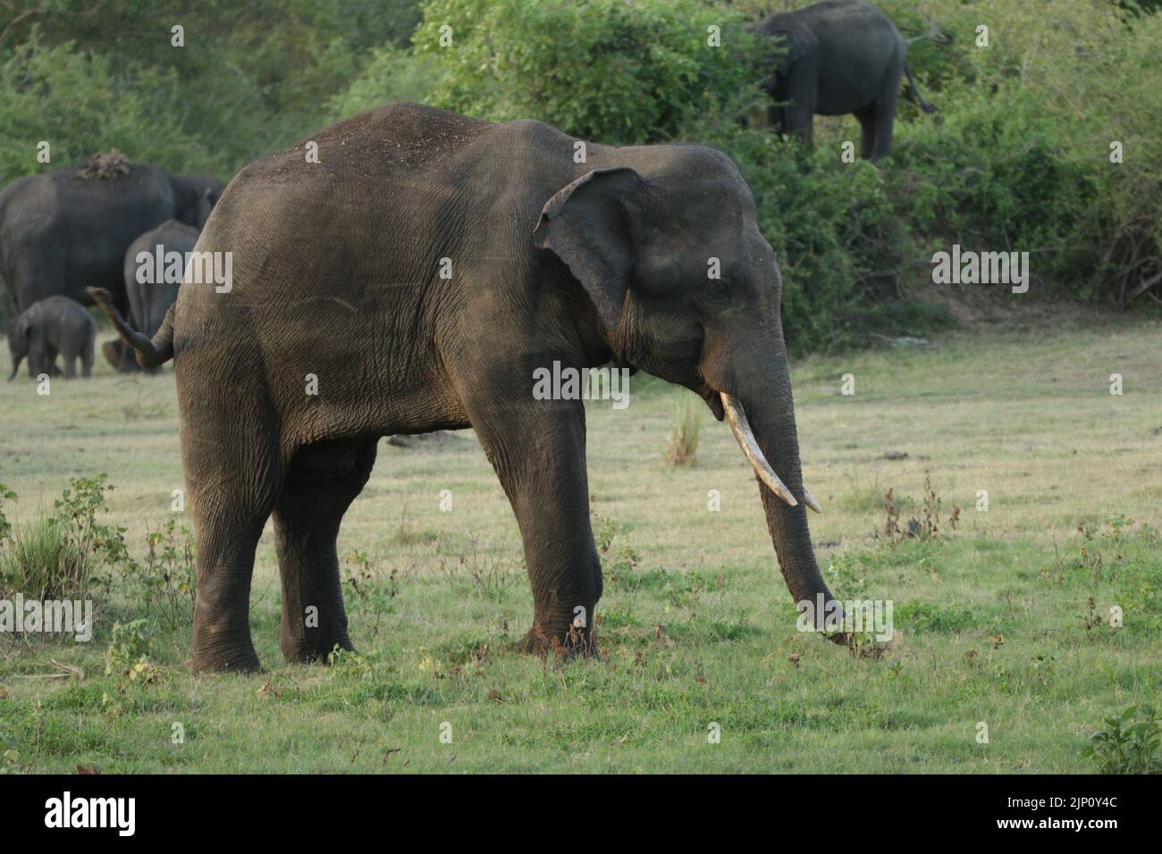Elephants and Tuskers in Kalawewa National Park, Sri Lanka Stock Photo ...