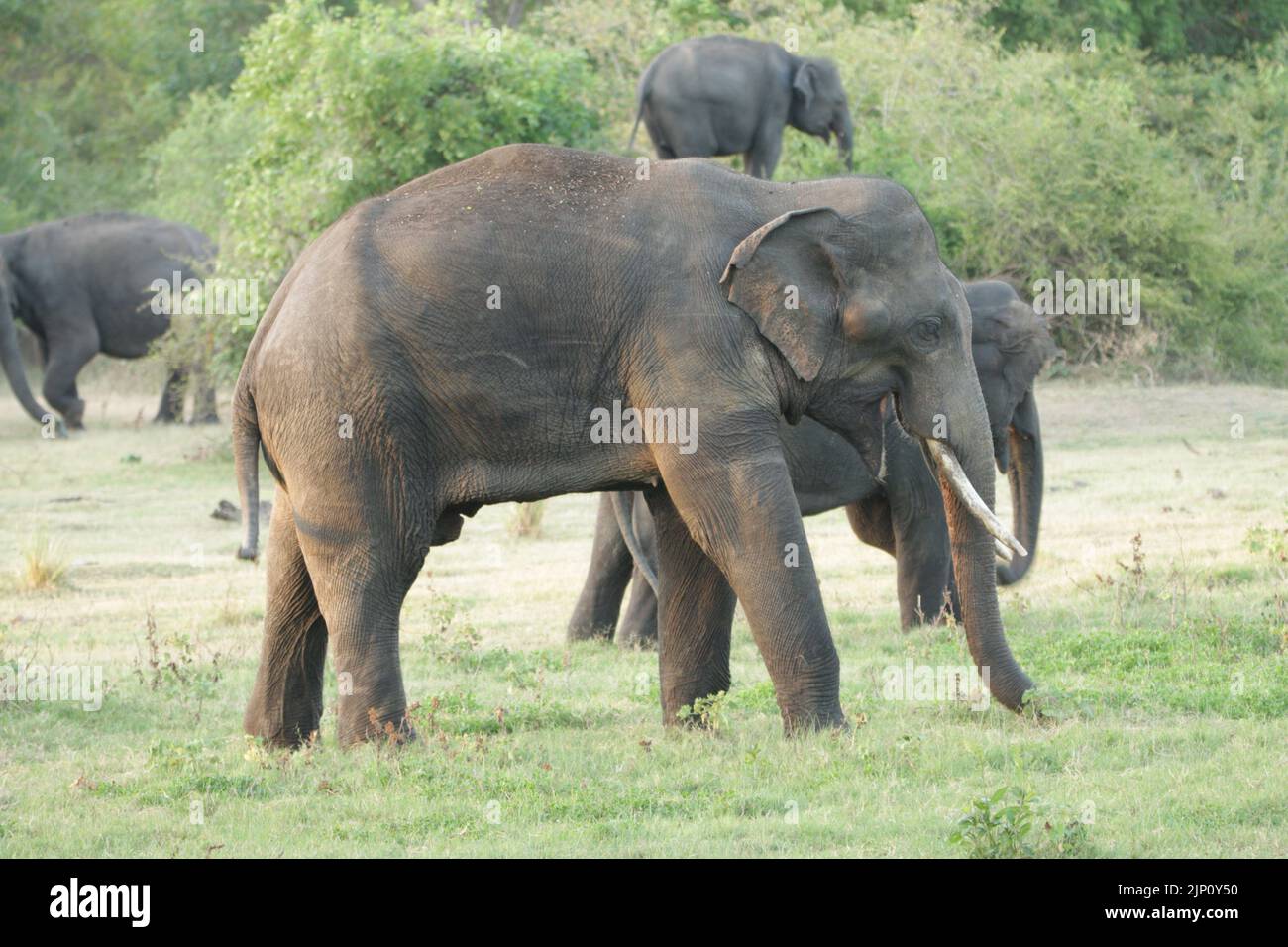 Tusker lovers hi-res stock photography and images - Alamy