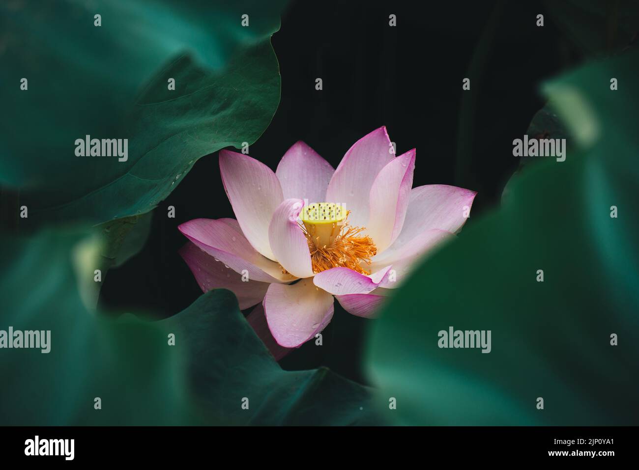 Lotus flower and leaf hi-res stock photography and images - Alamy